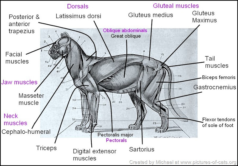 Blog About Cats: Cat Anatomy